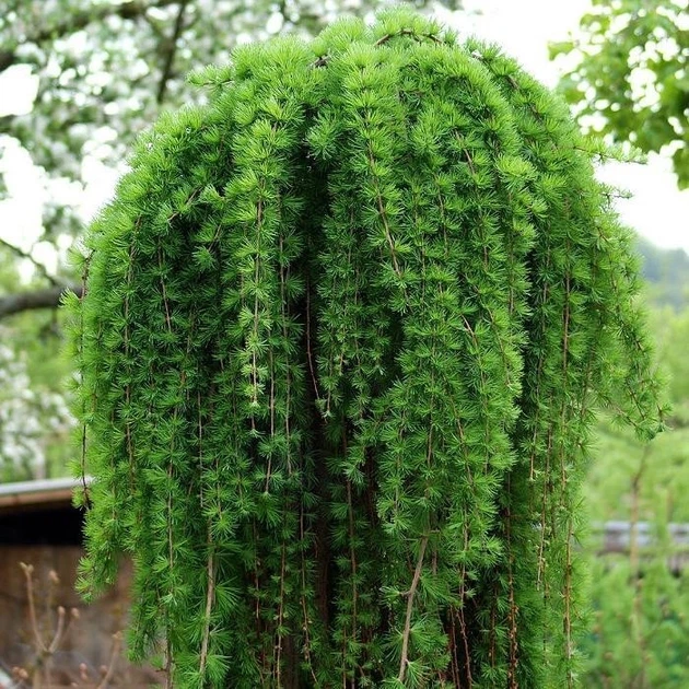 Модрина японська Стіфф Випер Stiff Weeper на штамбі 1,6 м (ЛЯСВШ01 ...