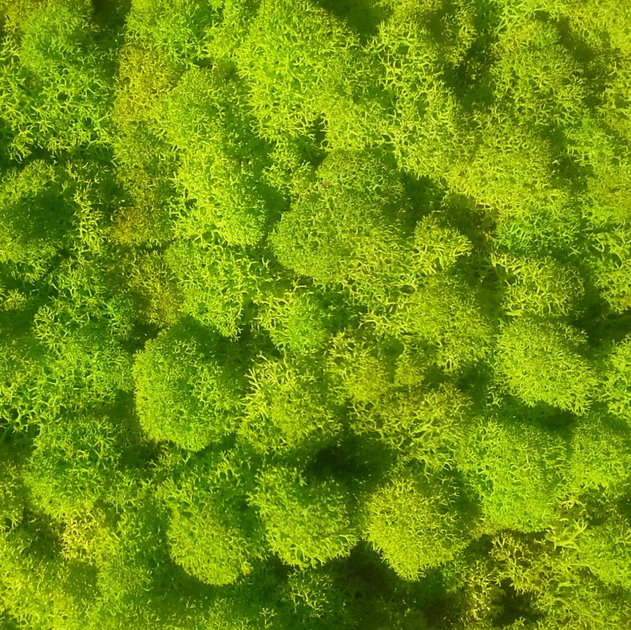 Стабилизированный мох ягель Nordic moss Зеленый весенний 250 грамм ...