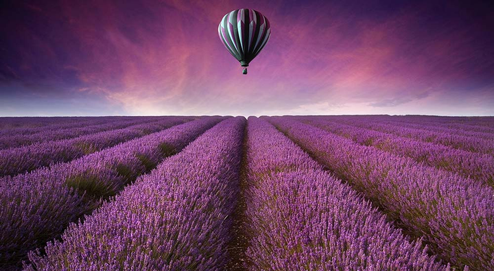 Фотообои ArtSide Лавандовое поле (113587678) Аква – фото, отзывы ...