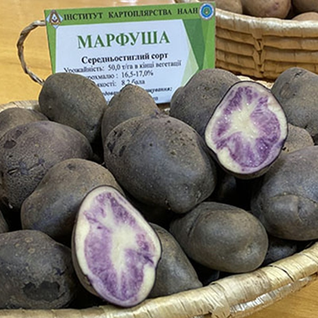 Картофель семенной (посадочный) Марфуша. Среднепоздний, Элита 10 кг ...