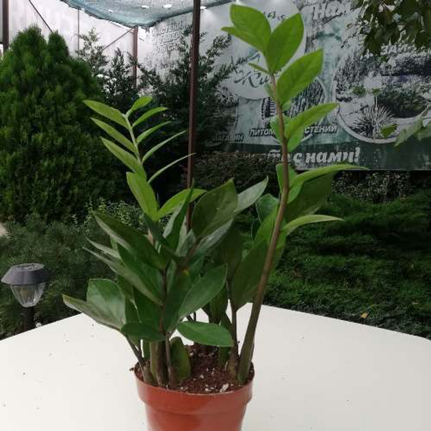 Замиокулькас 30-40 см, GreenLife – низкие цены, кредит, оплата частями ...