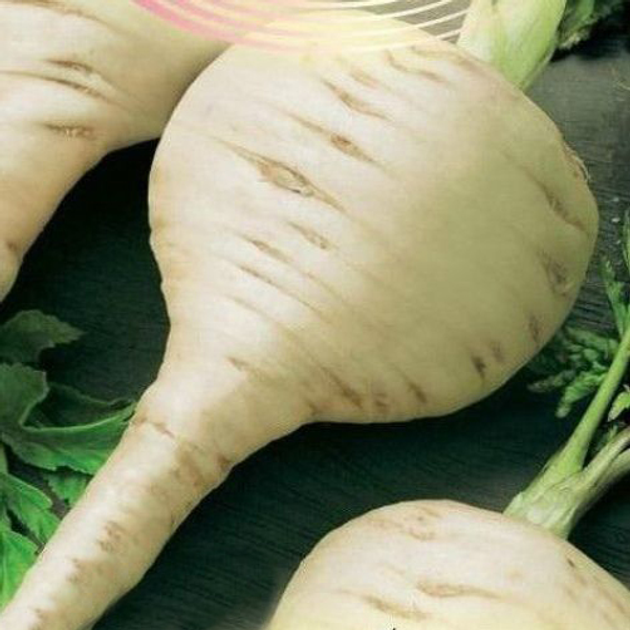 Семена пастернака Альбион GL Seeds 1 г – купить онлайн на ROZETKA