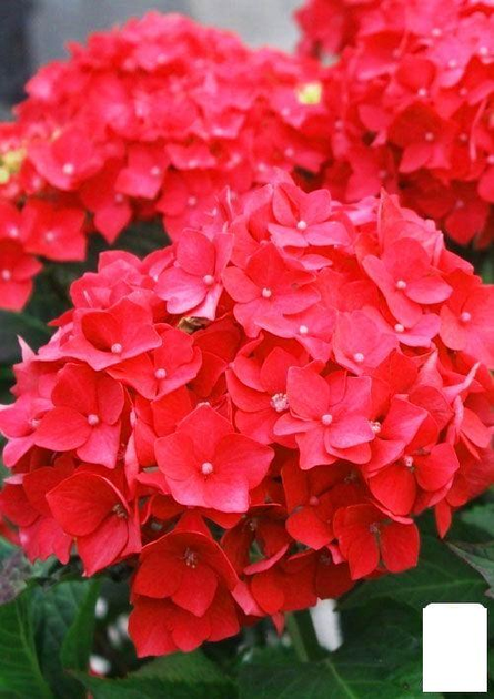 Гортензия крупнолистная красная "Огненная красота" (Fiery beauty ...