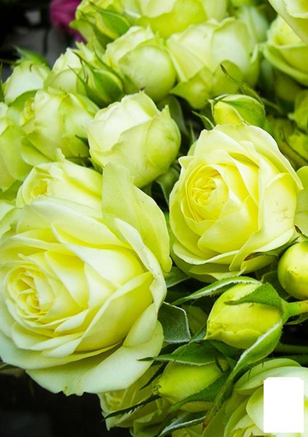 Роза Лавли Грин - ROZETKA. Купить недорого саженец розы Лавли Грин в ...