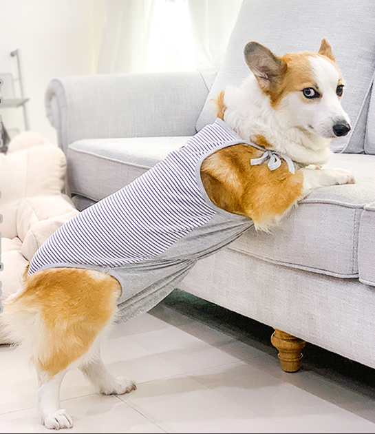 Трусы - боди гигиенические для собак серый размер M – купить онлайн на ...