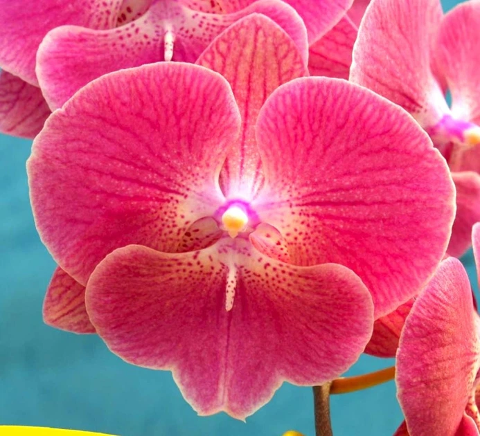 Орхидея (нецветущий подросток) TopDreams фаленопсис Phal 1344-1 Harck ...