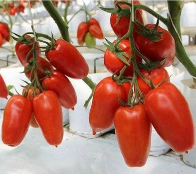 Семена помидоров Clause купить в Киеве. Низкая цена с доставкой по всей ...