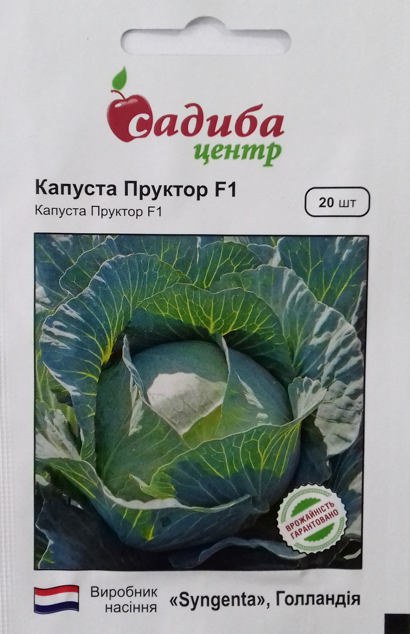 Семена капусты белокачанной средней ПРУКТОР F1 20 семян Syngenta ...