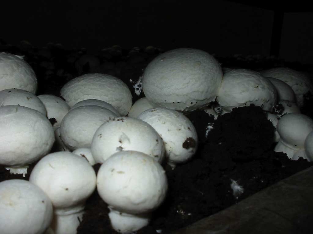 Мицелий Шампиньона двуспорового, Agaricus bisporus 100 г – фото, отзывы ...
